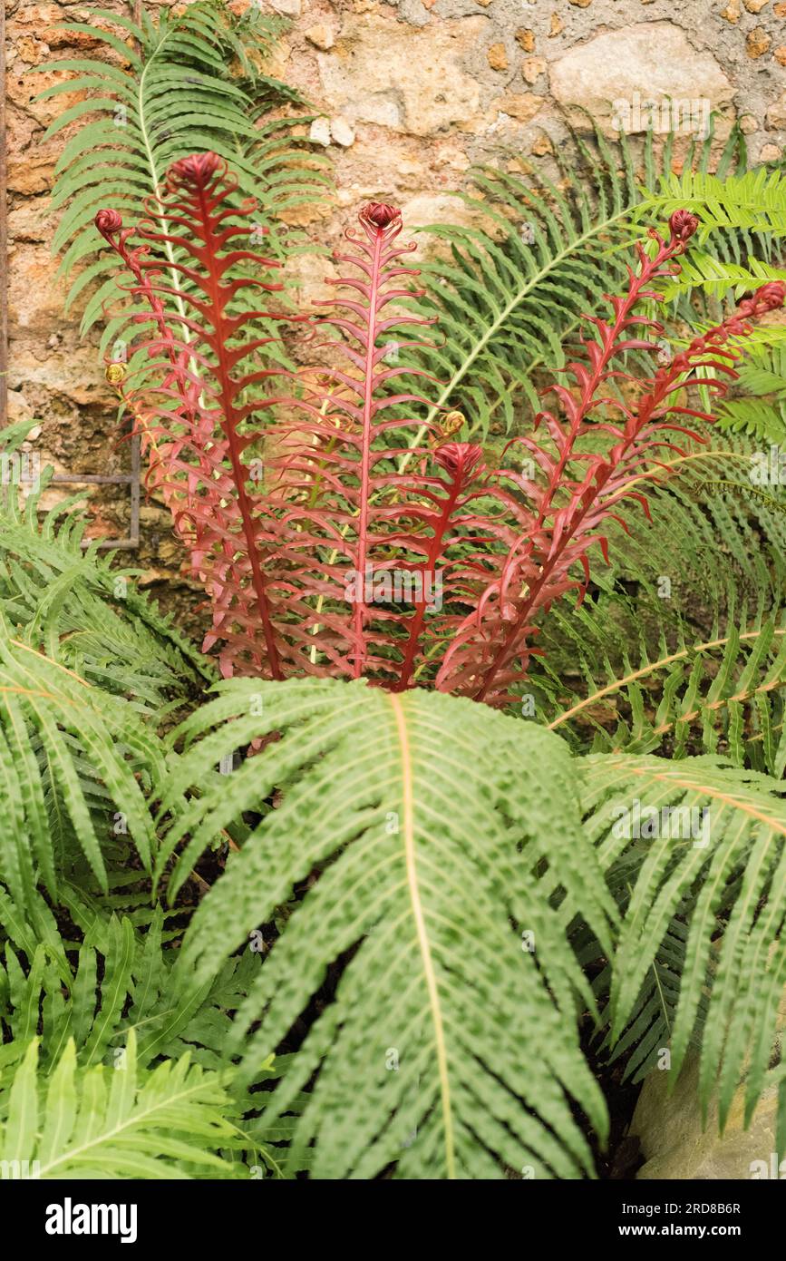 Brazilian Dwarf (Blechnum brasiliense) is a tropical fern with ...
