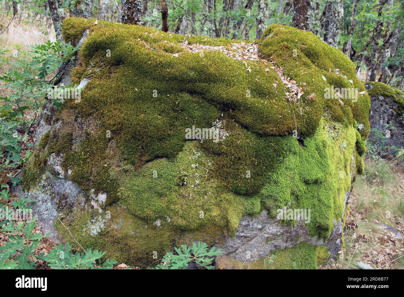 Squirrel- tail moss (Leucodon sciuroides) is a moss native to Europe ...