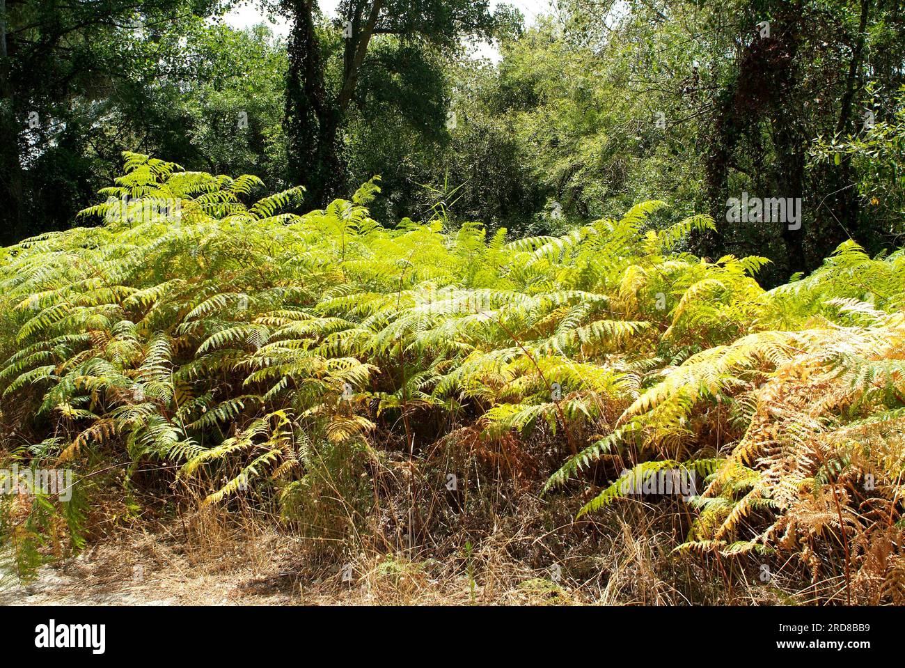 Bracken, brake or eagle fern (Pteridium aquilinum) is a fern native to ...