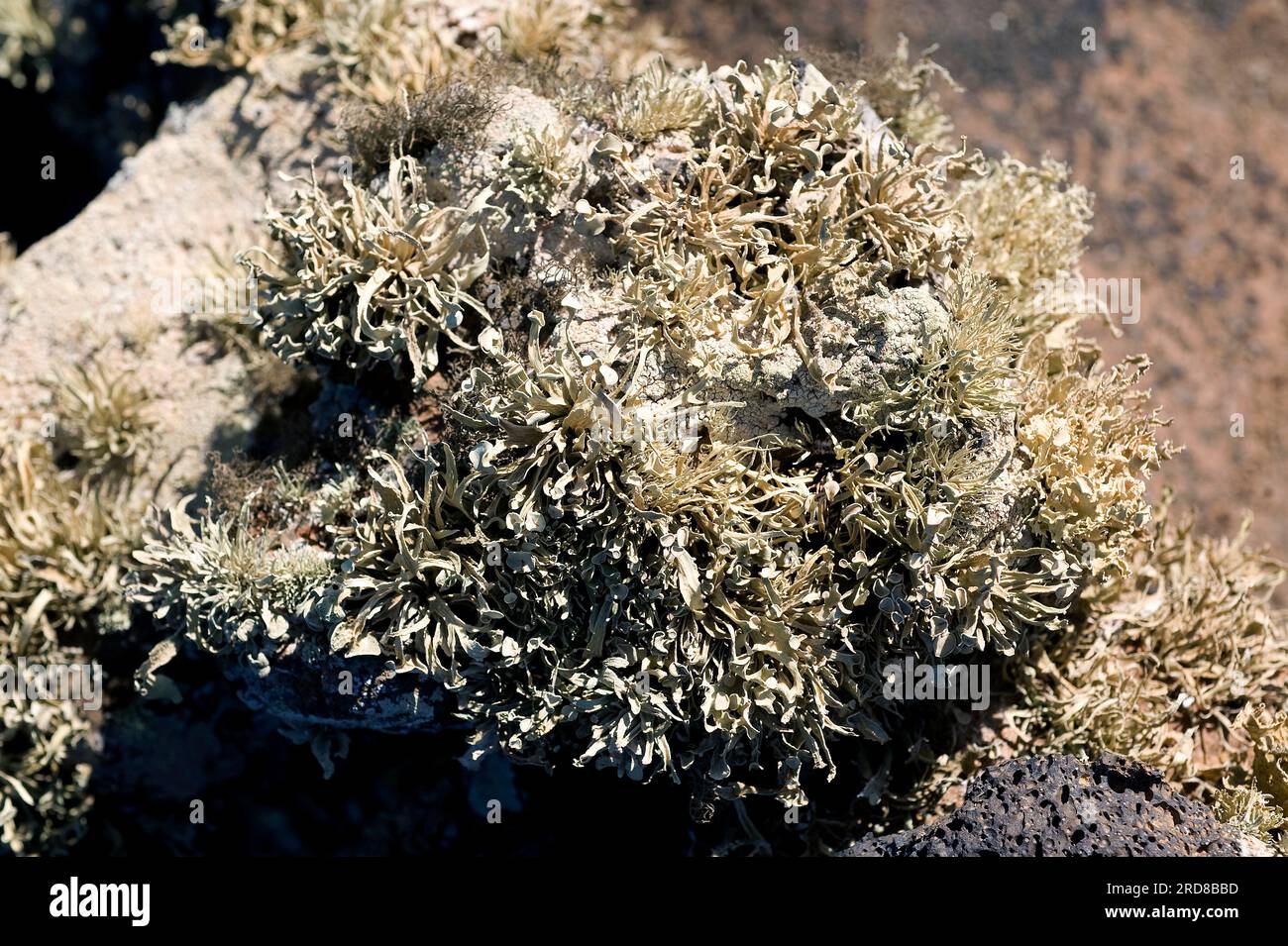 Ramalina canariensis is a fruticose lichen. Ascomycota. Ramalinaceae ...
