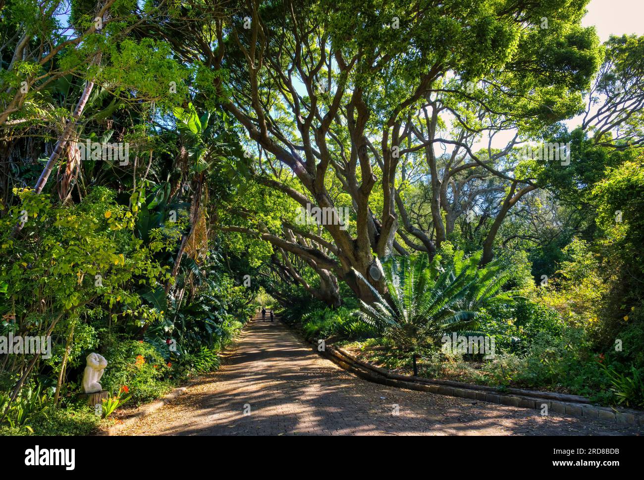 View of Kirstenbosch Botanical Garden, Cape Town, South Africa, Africa ...