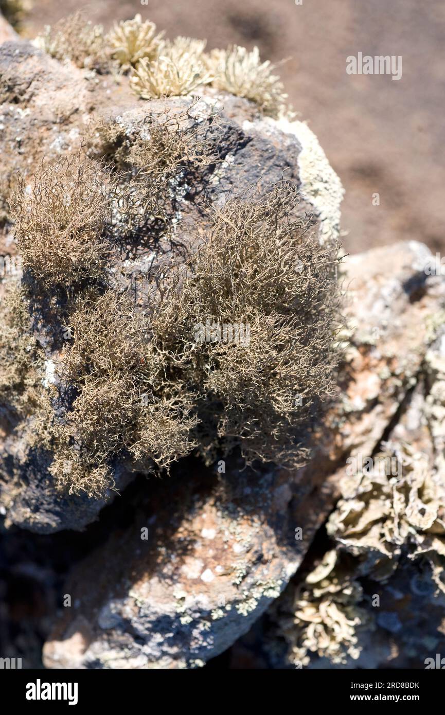 Orchilla (Roccella canariensis) is a fruticose lichen formerly used to ...