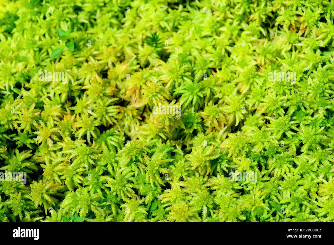 Peat moss (Sphagnum sp.) have a big capacity to water store since 25 ...