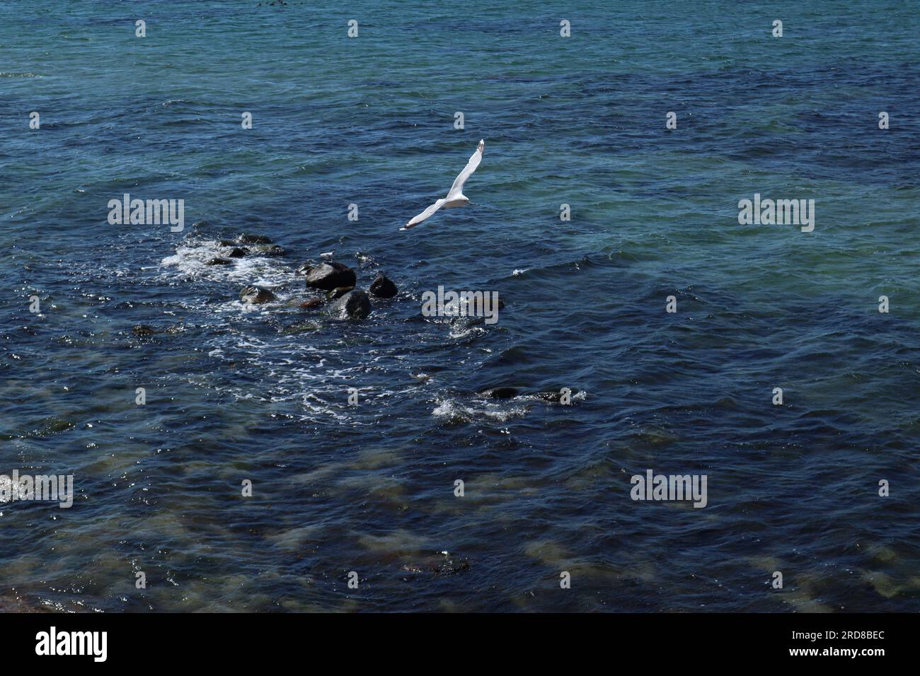 Seagull gliding over rocks in the sea Stock Photo - Alamy