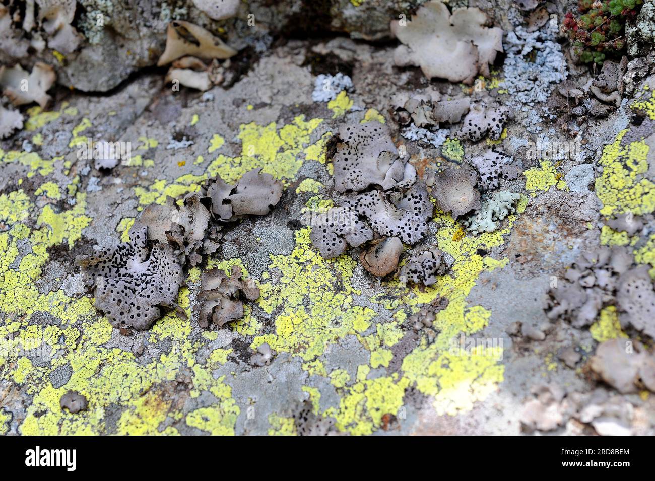 Rock tripe (Umbilicaria spadochroa) is an umbelate or lobate lichen ...