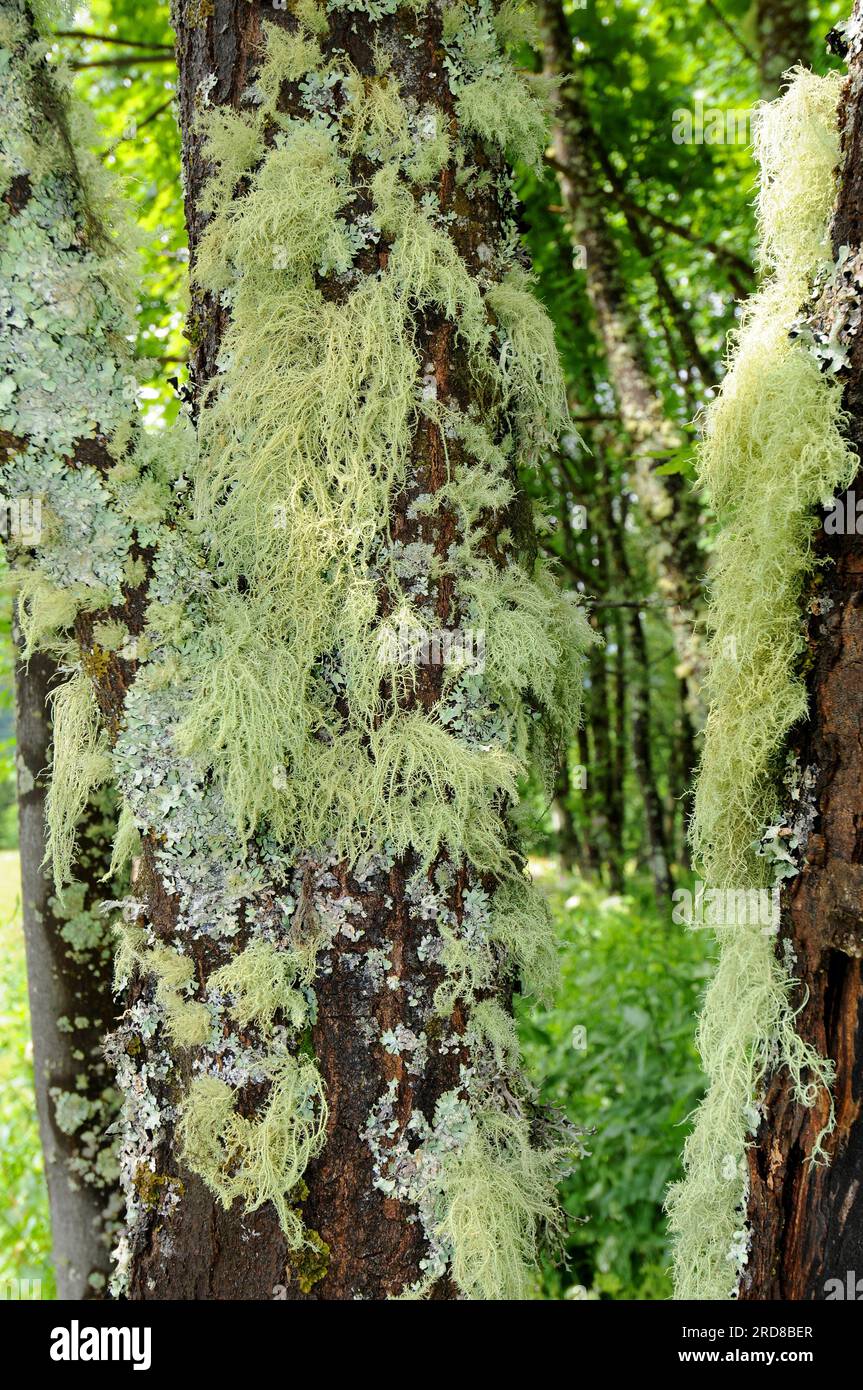 Usnea thallus hi-res stock photography and images - Alamy