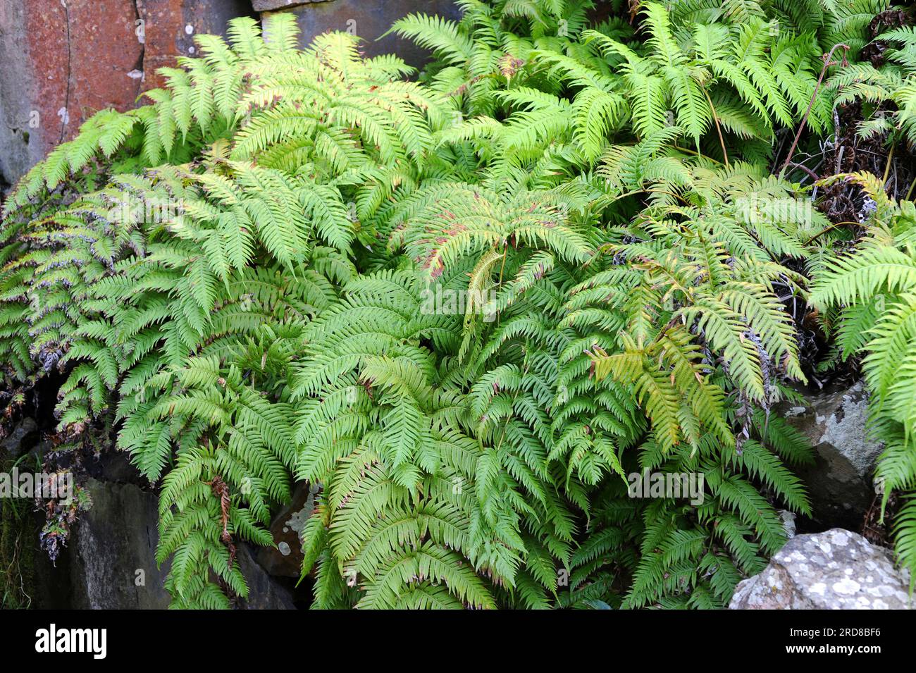 Chain fern or rooting chain fern (Woodwardia radicans) is a fern with ...