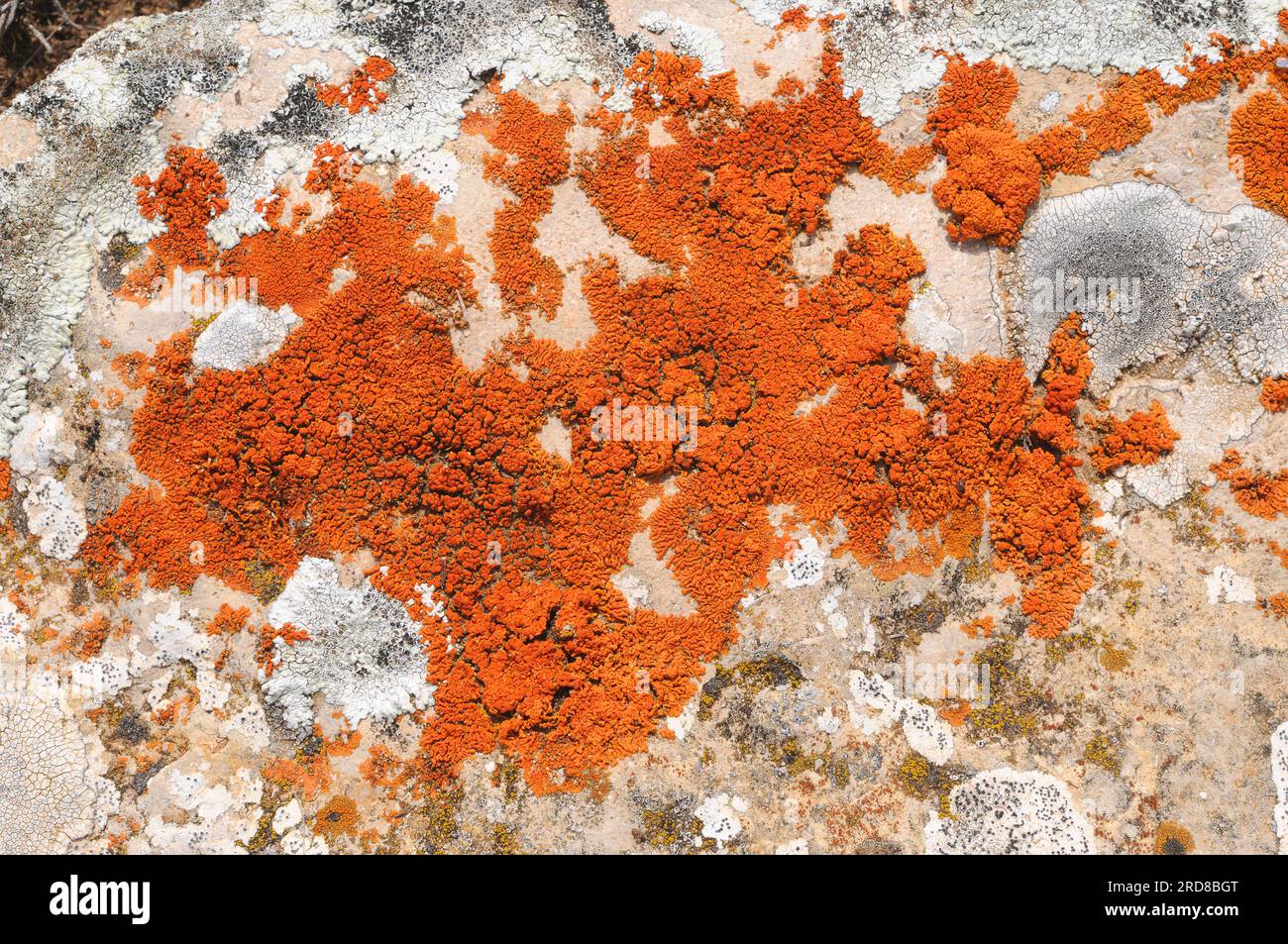 Elegant sunburst lichen (Xanthoria elegans) is a foliose lichen with a ...