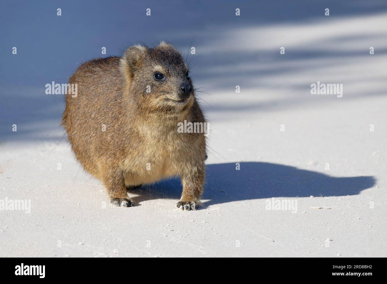 Hyrax (Procavia capensis) on white sand, Boulder's Beach, Cape Town ...