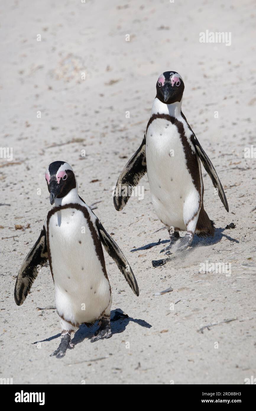 African Penguins (Spheniscus demersus) walking on sand at Boulder's ...