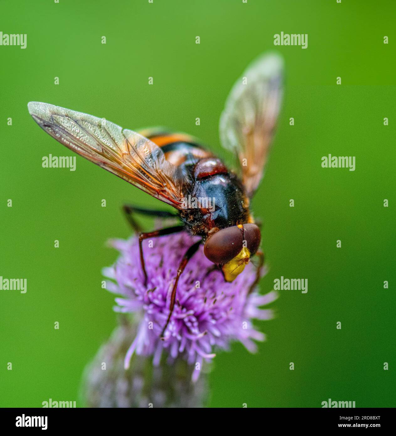 Hoverfly larvae hi-res stock photography and images - Alamy