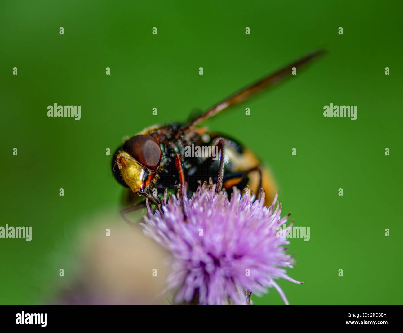 Hoverfly larvae hi-res stock photography and images - Alamy