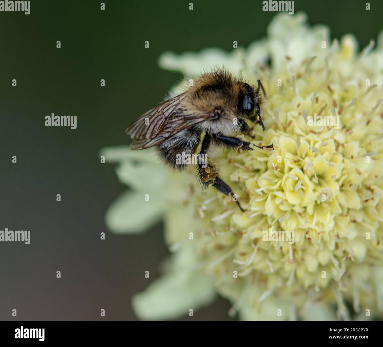 Common carder bee - Bombus pascorum Stock Photo - Alamy