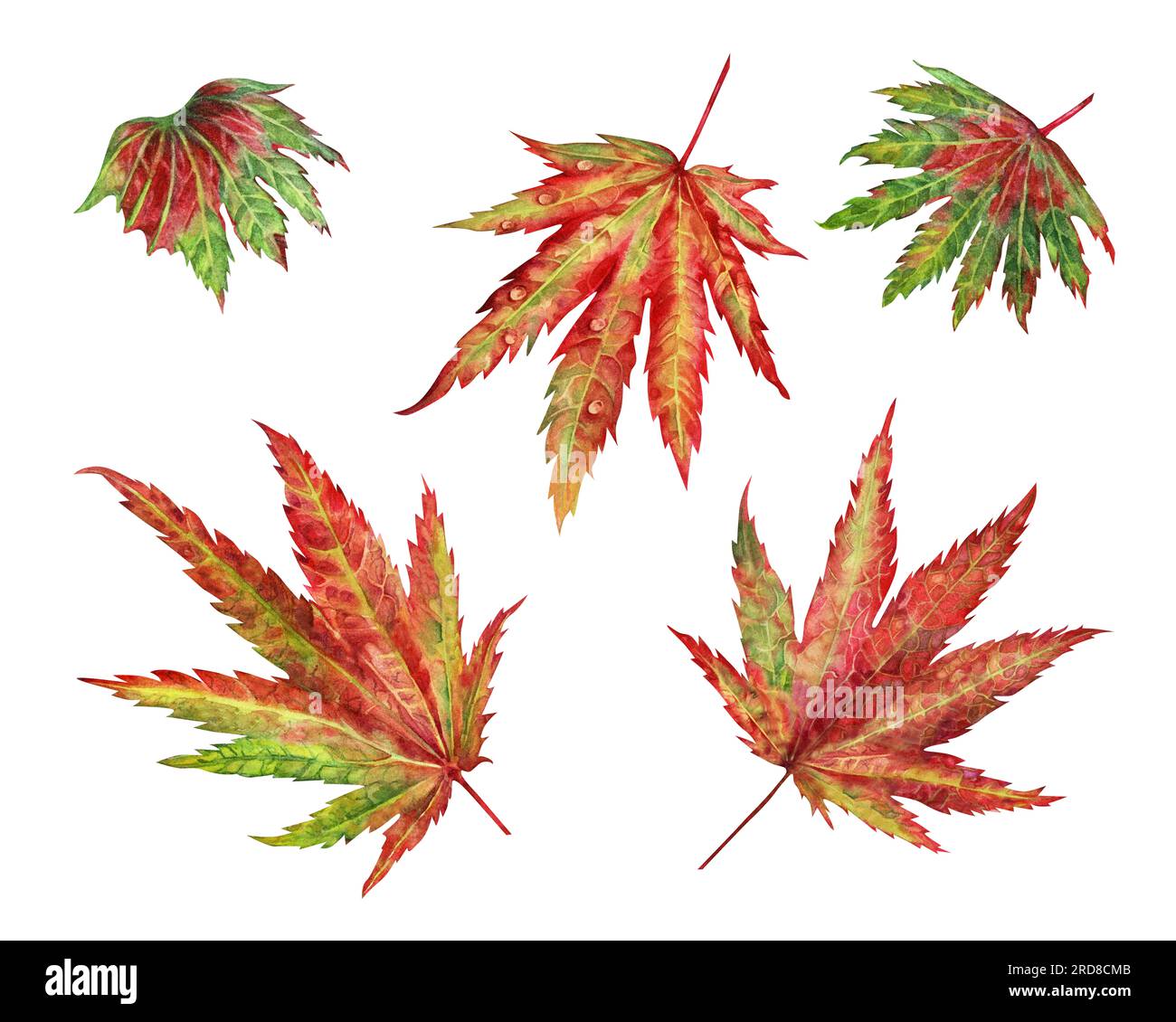 Japanese maple acer palmatum momiji Cut Out Stock Images & Pictures - Alamy