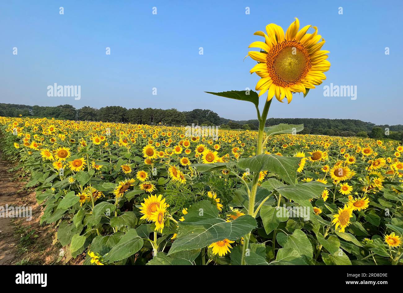 Raleigh, North Carolina, USA. 18th July, 2023. Five-acres of sunflowers are in full bloom again ...