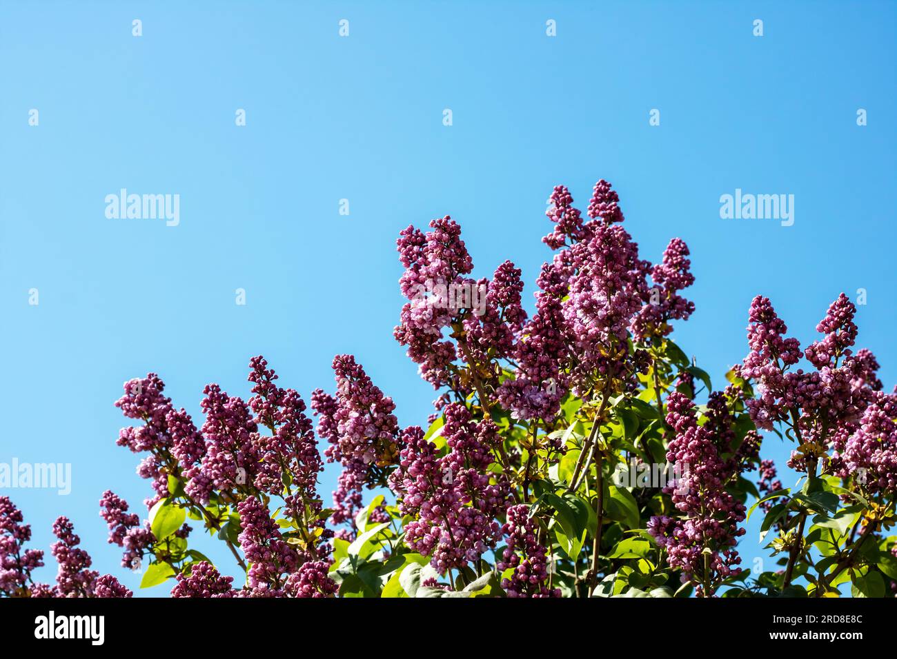 Fluffy lilac flowers hi-res stock photography and images - Alamy