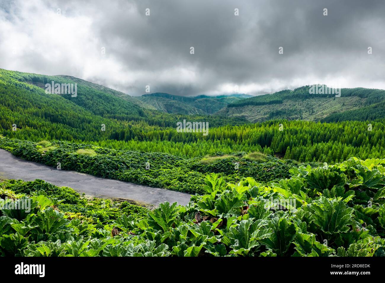 Azores green lush hi-res stock photography and images - Alamy