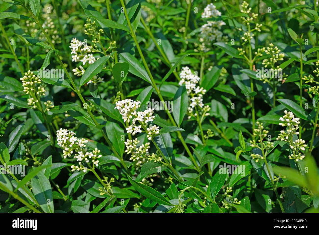 Ligustrum vulgare hedge hi-res stock photography and images - Alamy