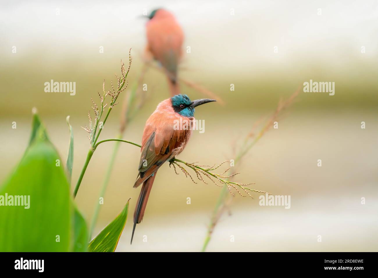 Merops nubicus hi-res stock photography and images - Alamy