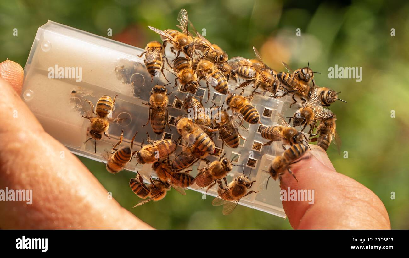 Glimpse of Beekeeping Mastery: Beekeeper with Queen Bee and Bees in ...
