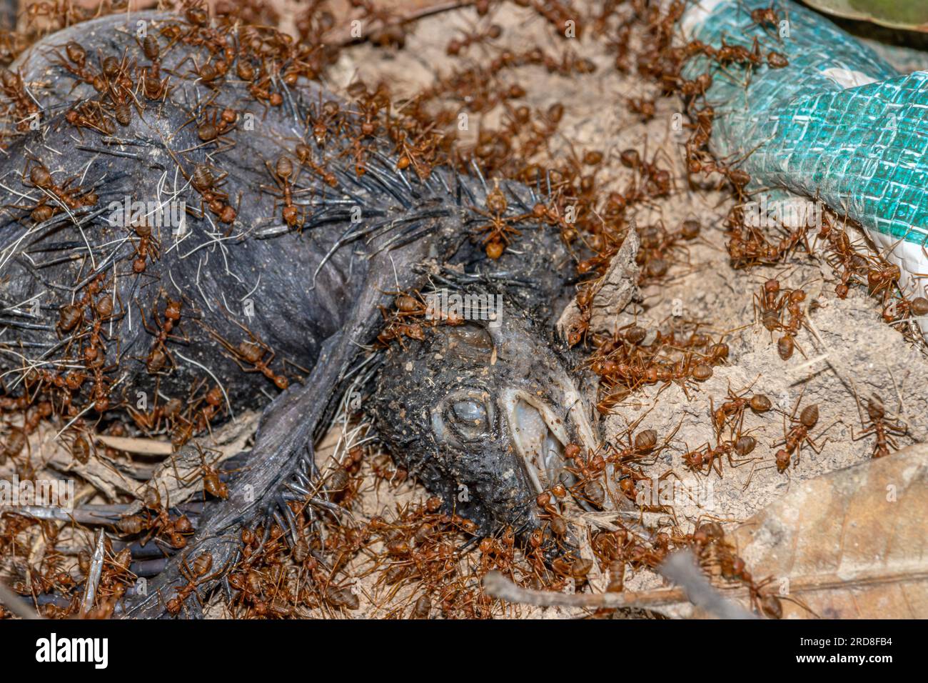 Weaver ants (Oecophylla smaragdina) dispose of the carcass of a bird in ...