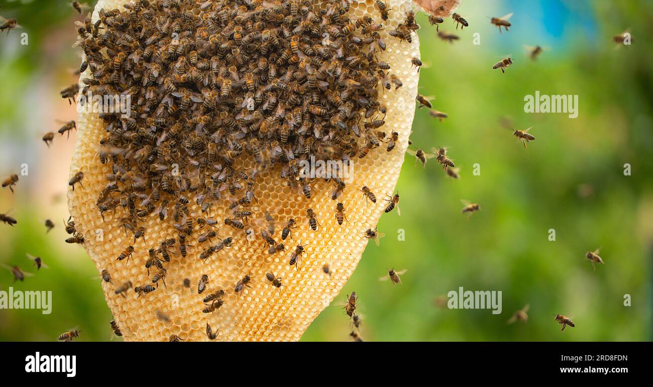 Unveiling the Wonders of the Natural World: Beehives and Bees in their ...