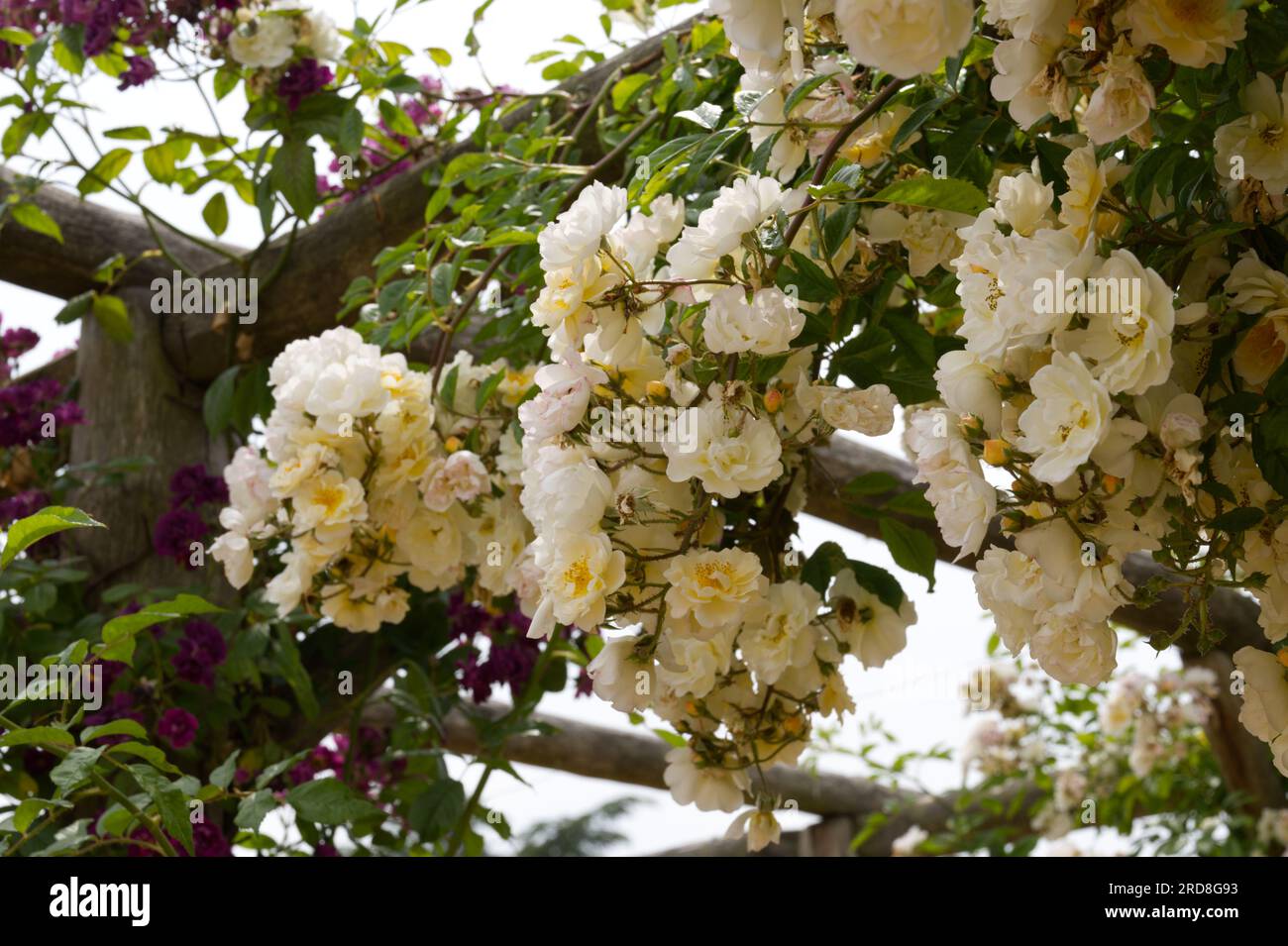Pale yellow frilly double summer rose flowers of Rosa Goldfinch in UK ...