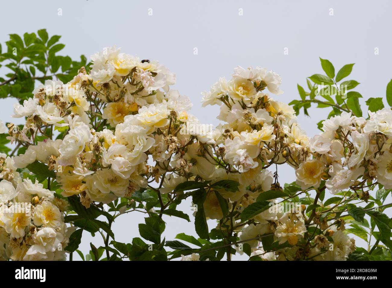 Frilly roses hi-res stock photography and images - Alamy