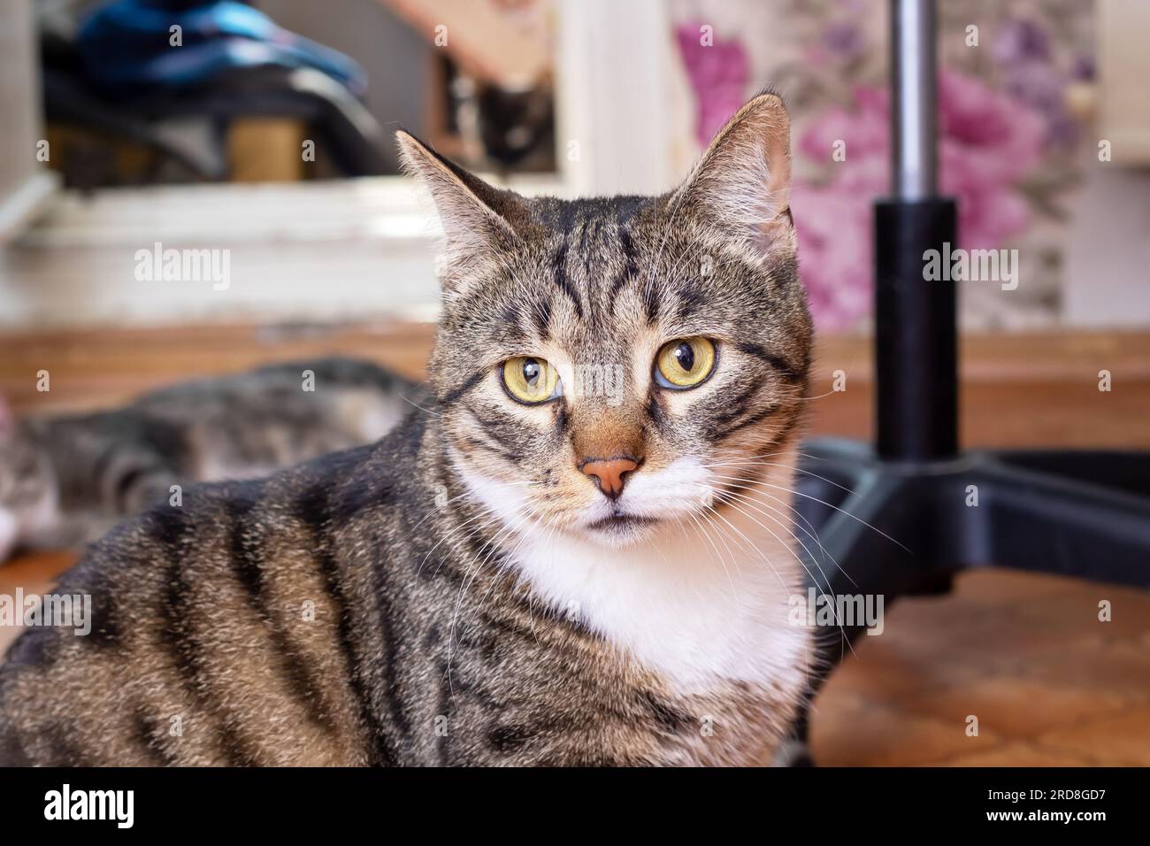 Sad tabby cat lying at home close up Stock Photo - Alamy