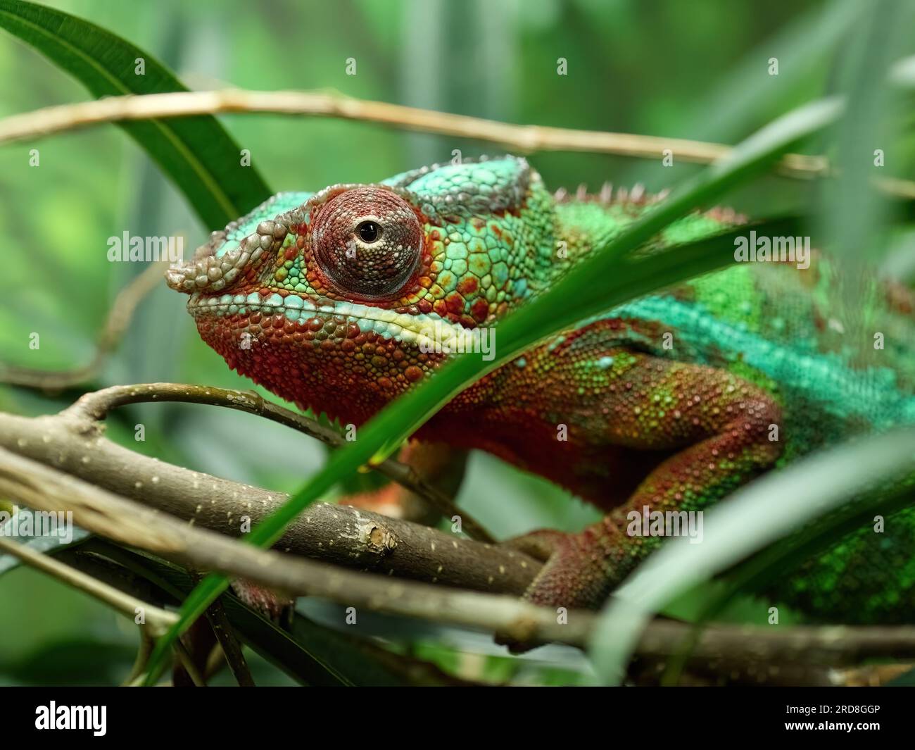 Chameleon in natural habitat hi-res stock photography and images - Alamy