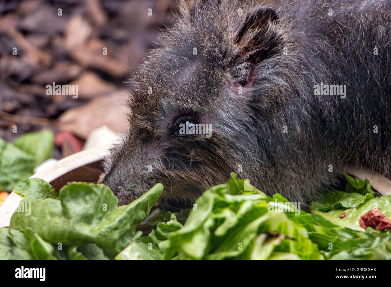 Potoroo australia hi-res stock photography and images - Alamy