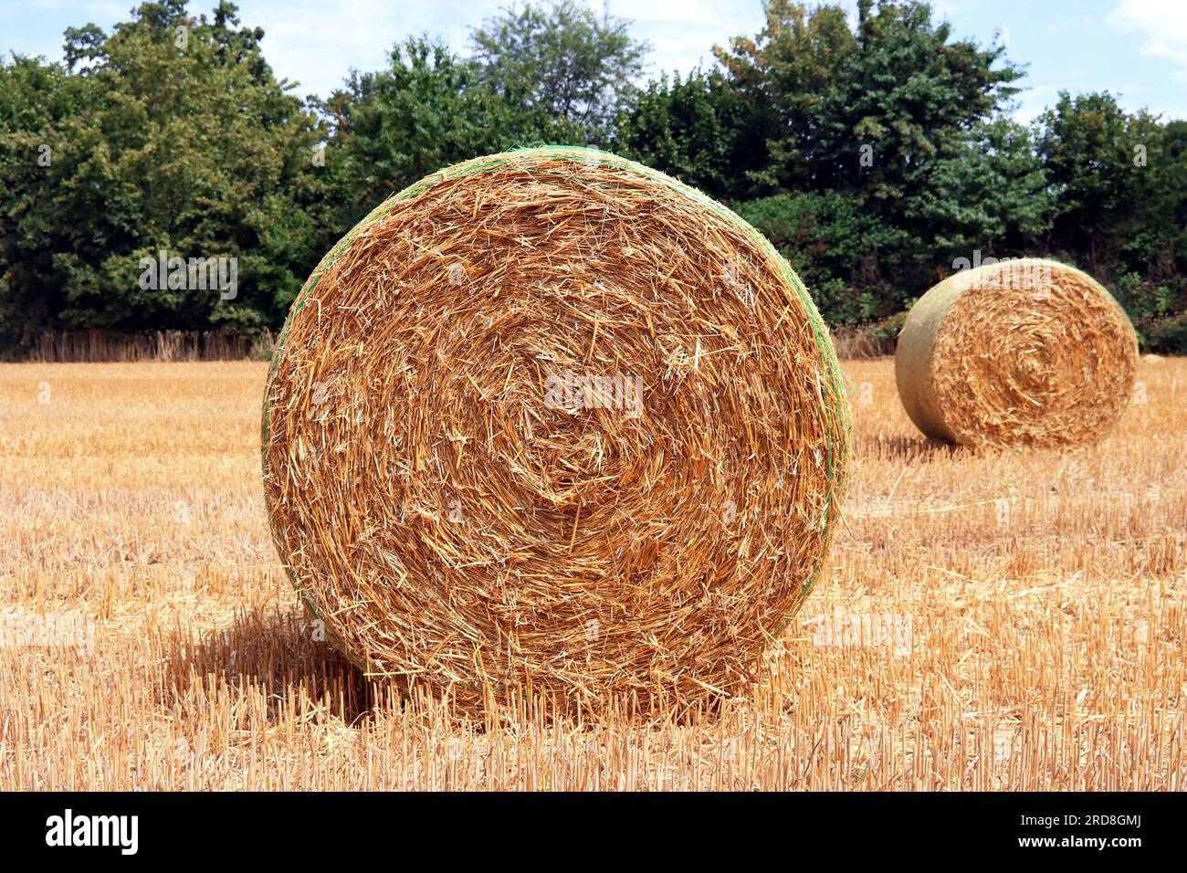 Straw Rolls On The Harvested Grain Field Stock Photo - Alamy