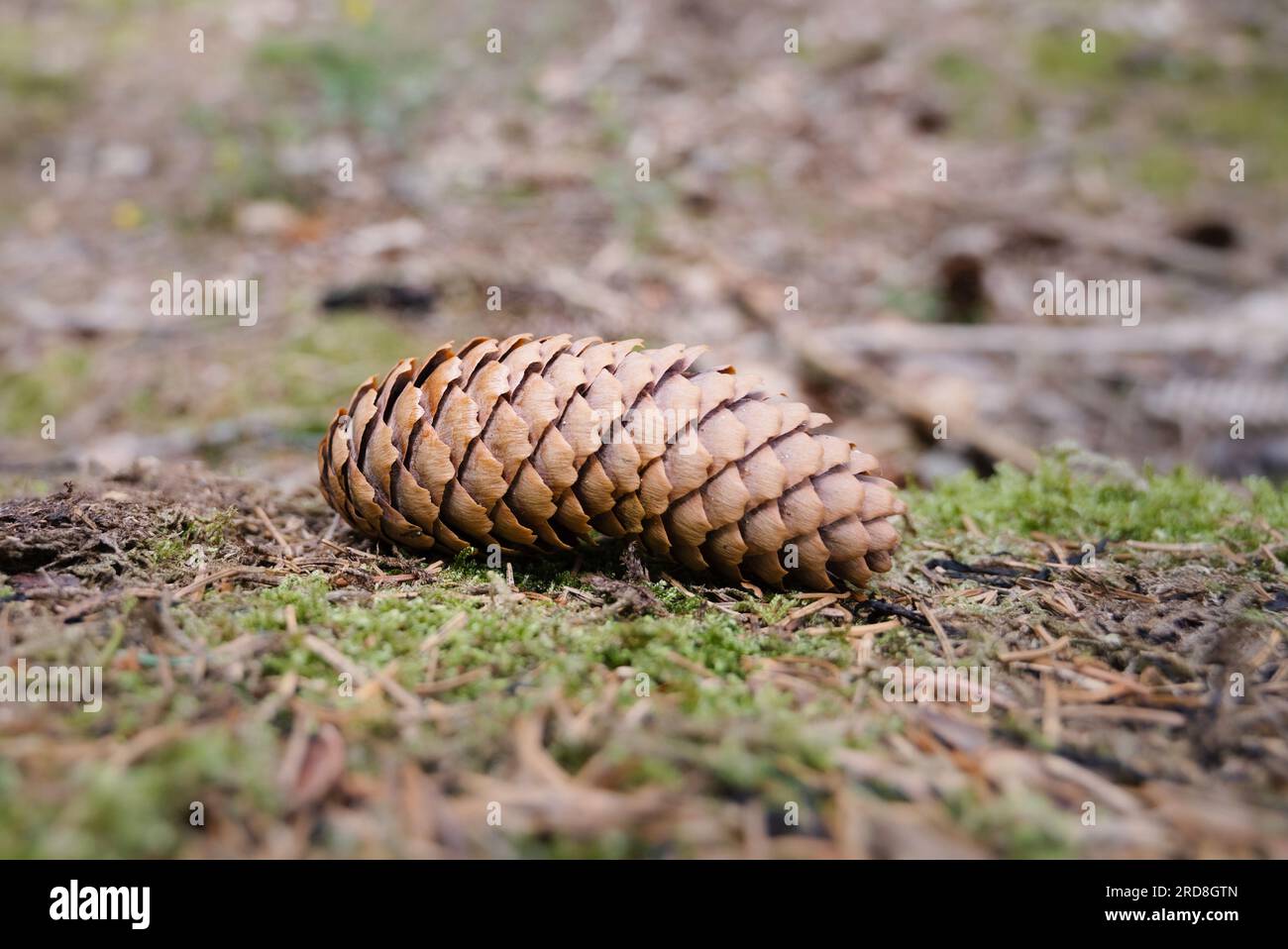 Spruce cones on the forest floor, conifer woodland, close up of the ...