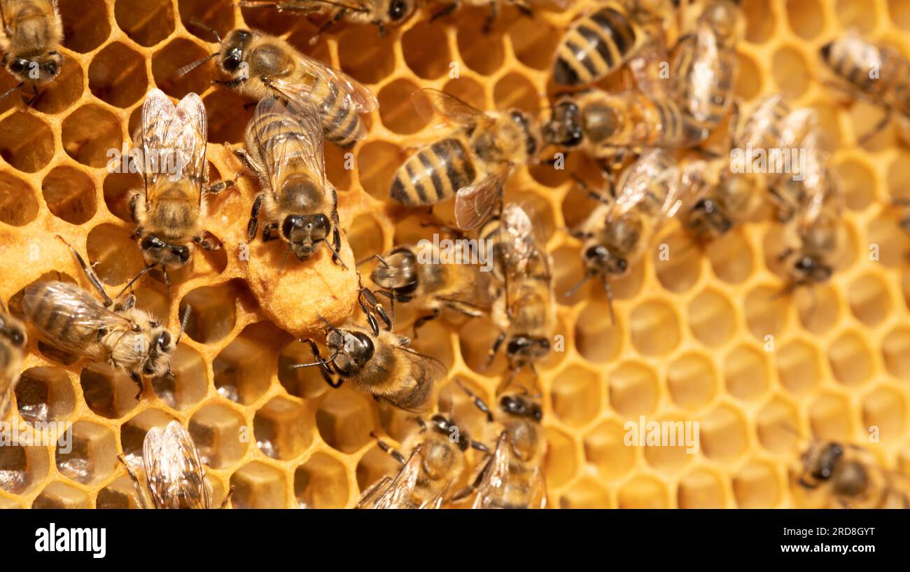 The Essence of Beekeeping: Queen Bees Gracing Honeycomb Cells Stock ...