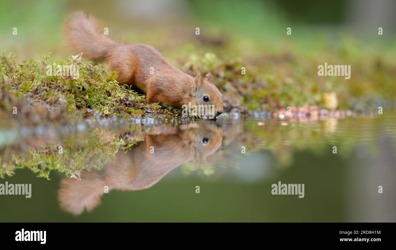 Norwegian Red squirrel (Sciurus vulgaris) drinking from pond in summer ...