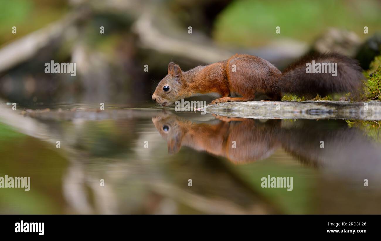 Norwegian Red squirrel (Sciurus vulgaris) drinking from pond in summer ...