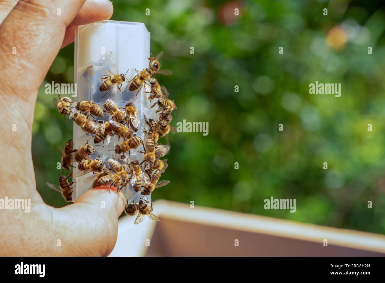 How to raise honey bees hi-res stock photography and images - Alamy