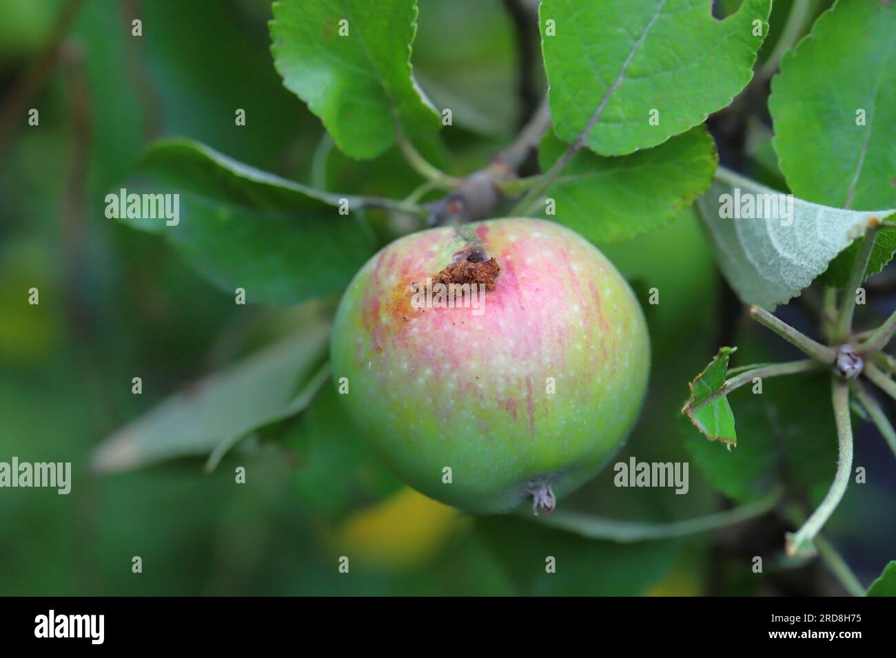 An infestation of codling moth can be recognized by the small holes in ...