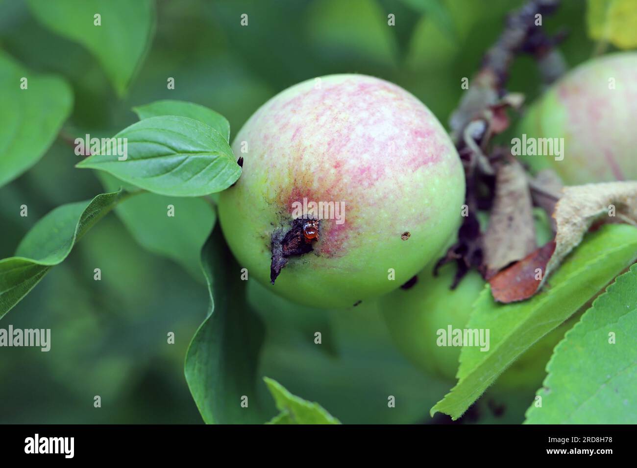 An infestation of codling moth can be recognized by the small holes in the apple (Cydia ...