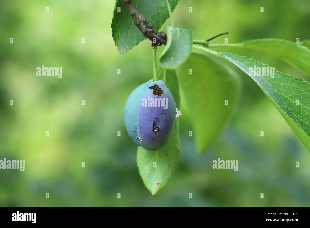 Immature plum fruit damaged by caterpillars of plum fruit moth, red ...