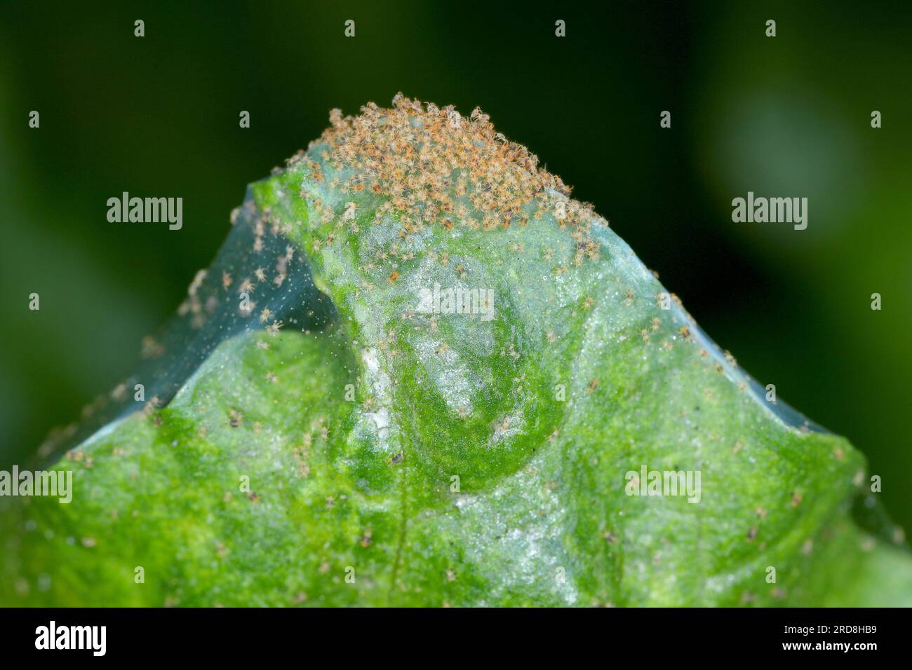 Tetranychus urticae (red spider mite or two-spotted spider mite) is a ...