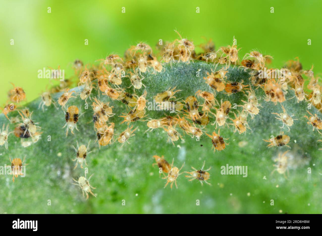 Tetranychus urticae (red spider mite or two-spotted spider mite) is a ...