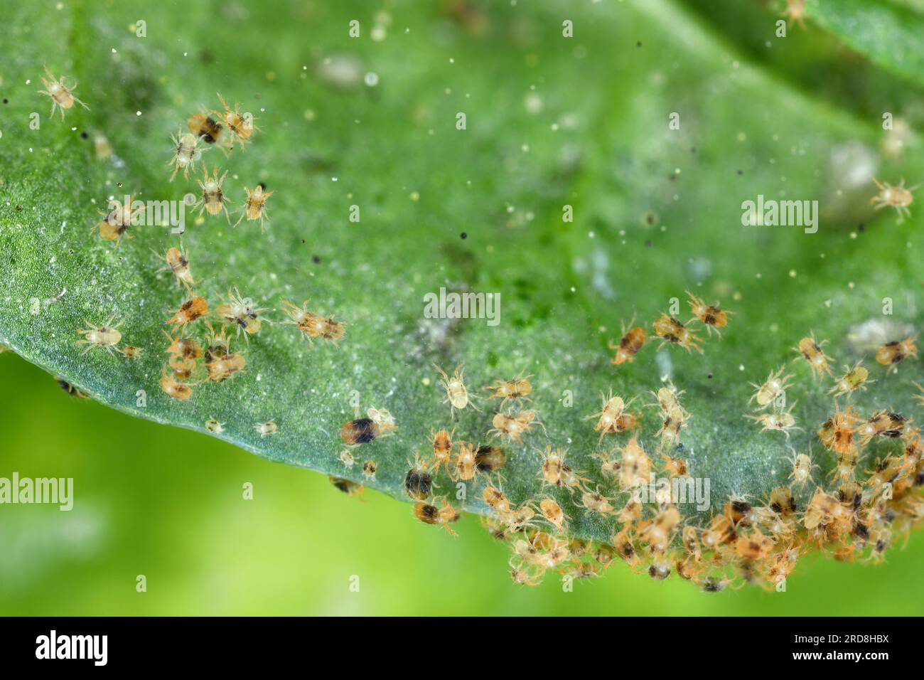 Tetranychus urticae (red spider mite or two-spotted spider mite) is a ...
