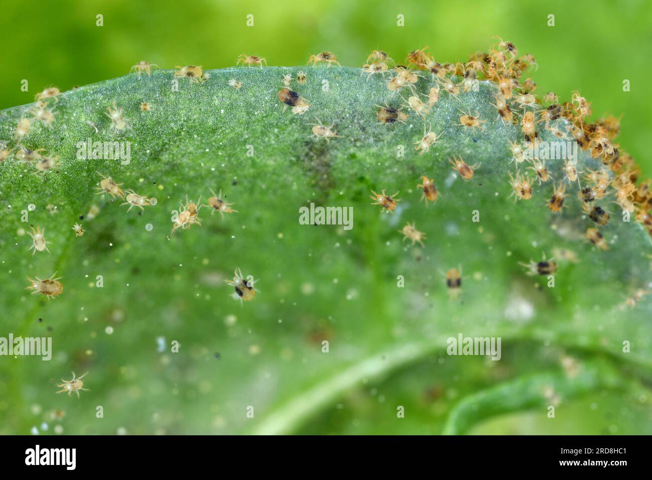 Tetranychus urticae (red spider mite or two-spotted spider mite) is a ...