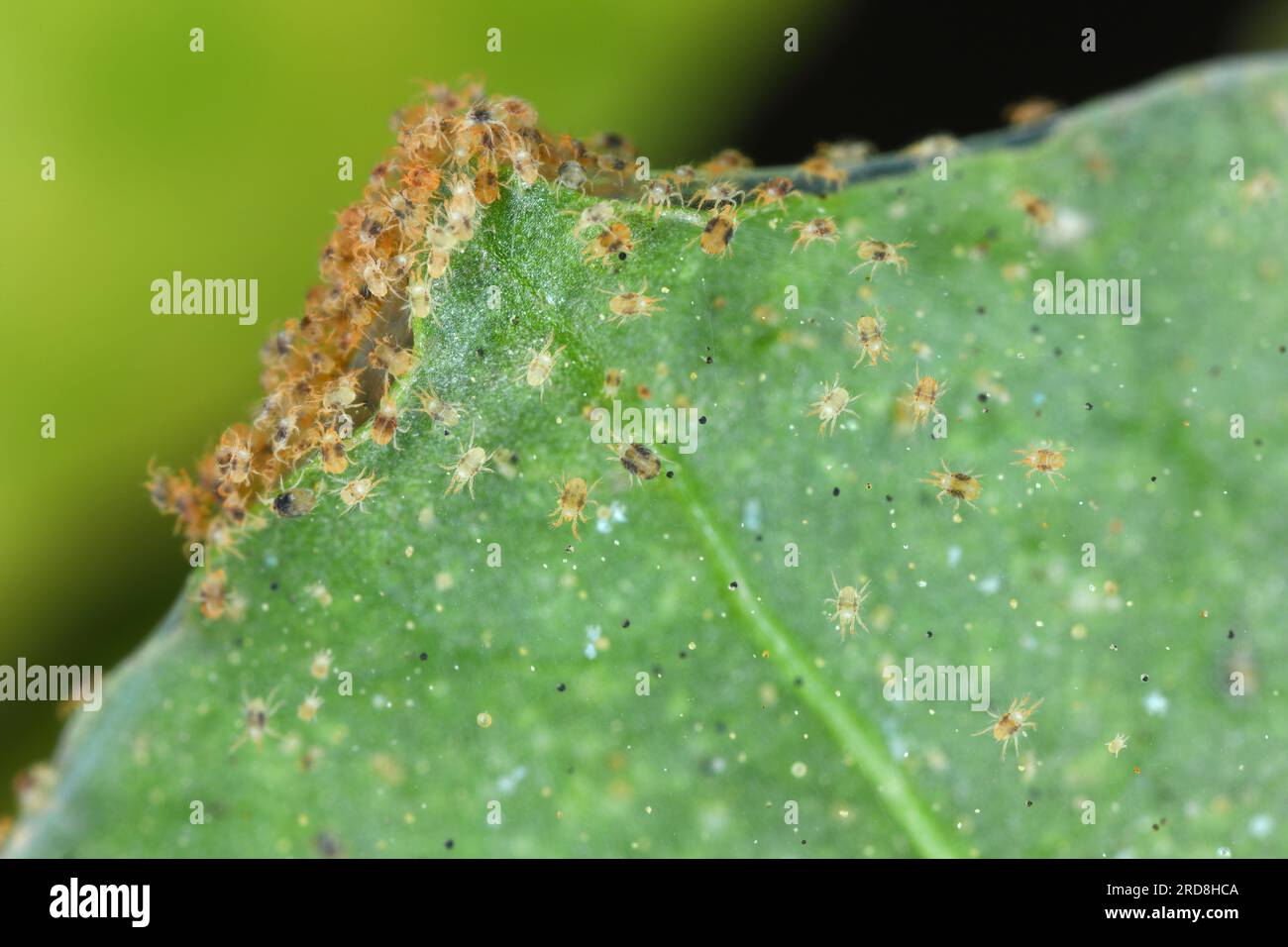 Tetranychus urticae (red spider mite or two-spotted spider mite) is a ...