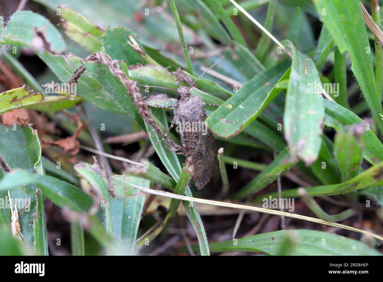 Turnip moth (Agrotis segetum) adult in the grass. The caterpillars of ...