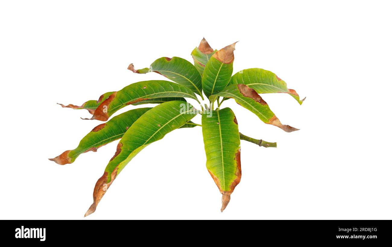 Side view green leaf and dry leaf of mango tree on white background ...