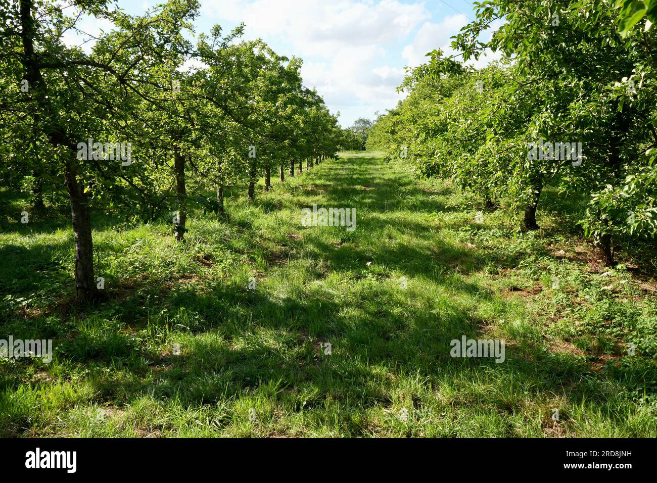 Apple Orchard in Normandy, France Stock Photo - Alamy