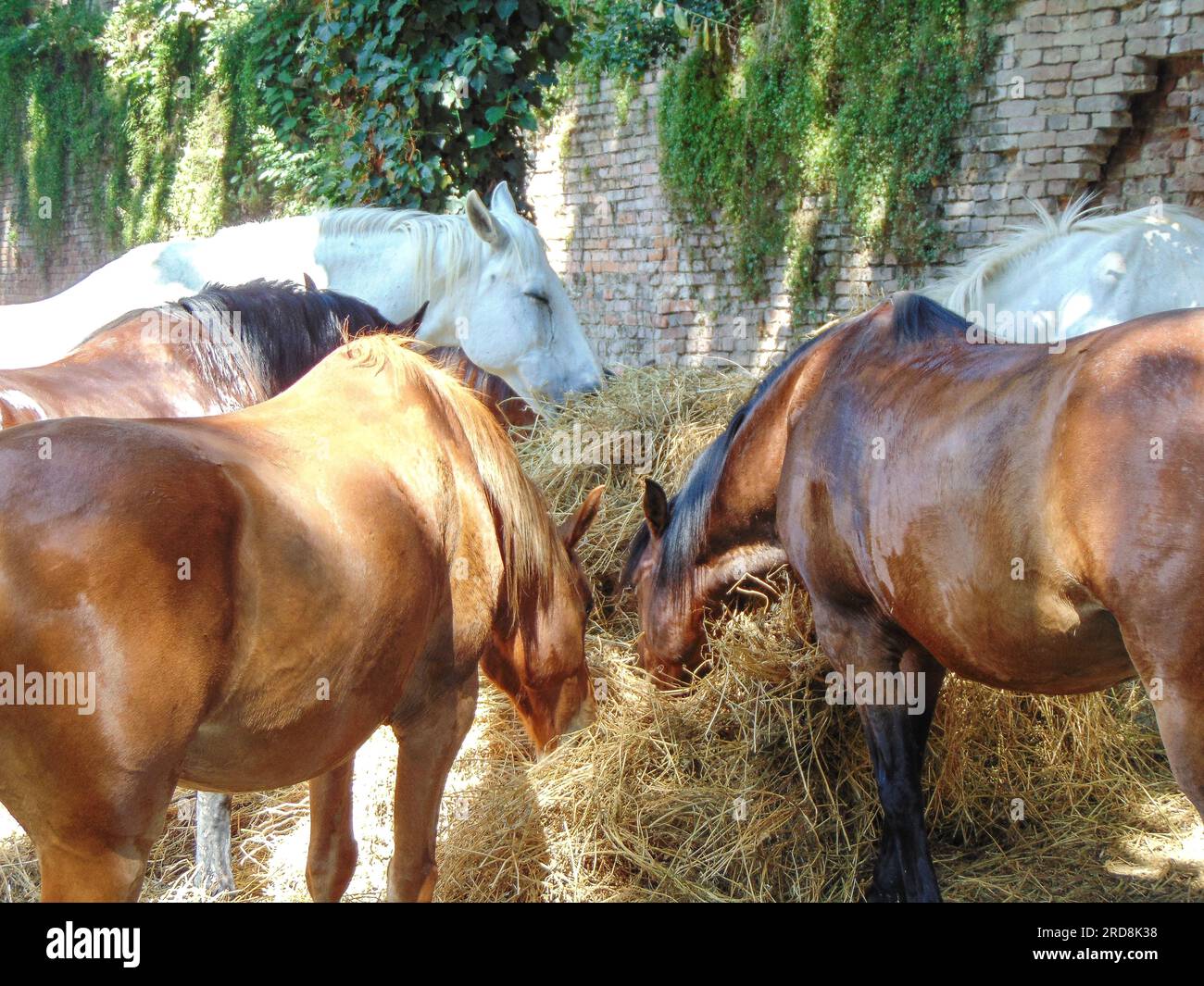 Group of horses eating hay Stock Photo - Alamy