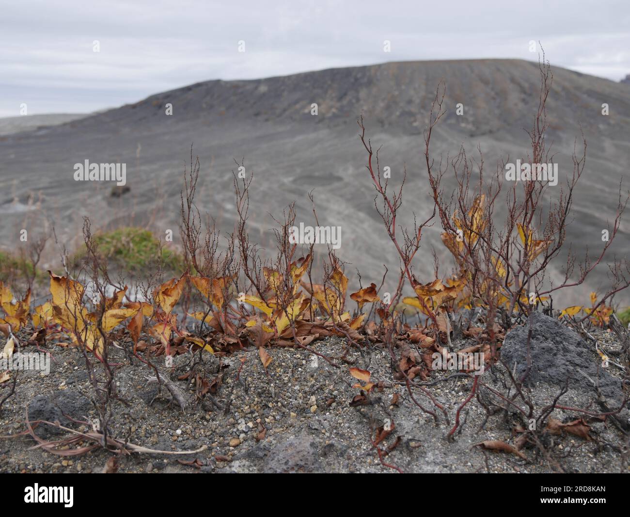 walk in Kusasenri in Aso volcanic area in Japan. Desolate landscape of ...
